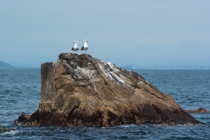 Two Seagulls on a Rock Jutting Out of the Sea. Stock Image - Image of ...