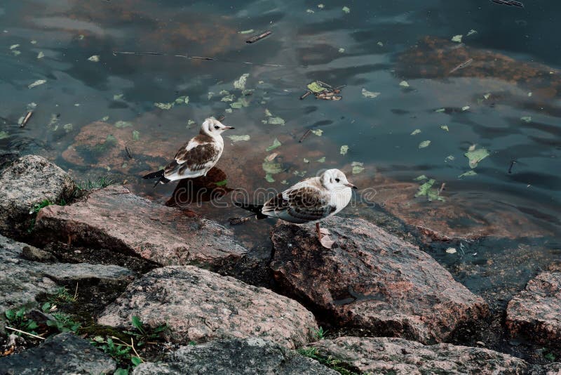 Two seagulls on the rocks stock image. Image of coast - 252289521