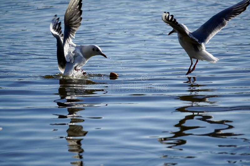 Two Seagulls Soaring Above Tranquil Blue Ocean Water. Stock Image ...