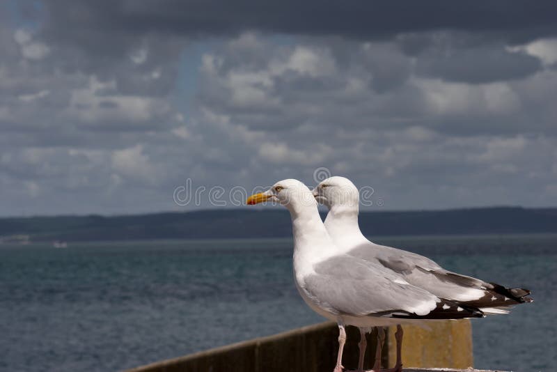 Two seagulls together stock photo. Image of daytime, birds - 23902470