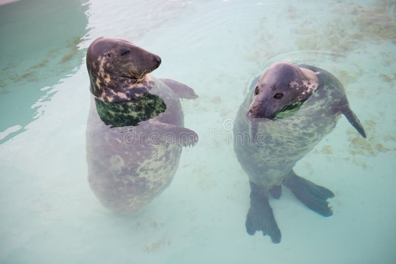 Two seal stock photo. Image of seal, couple, ecomare - 29284162