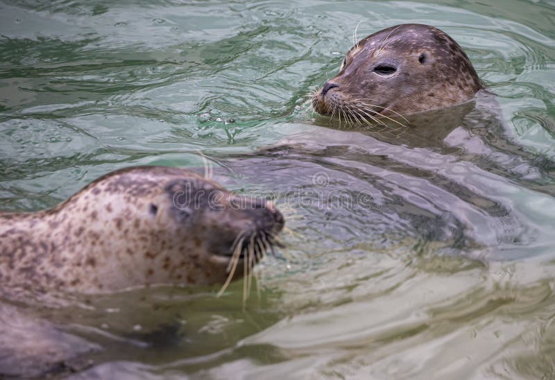 Two seal swim in water stock photo. Image of animal - 241169646