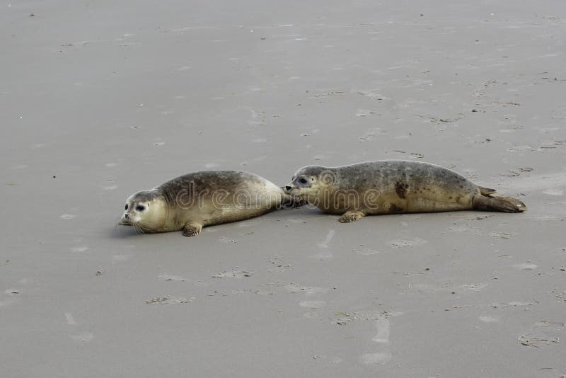 Two seals on the beach stock photo. Image of mammals - 168087964