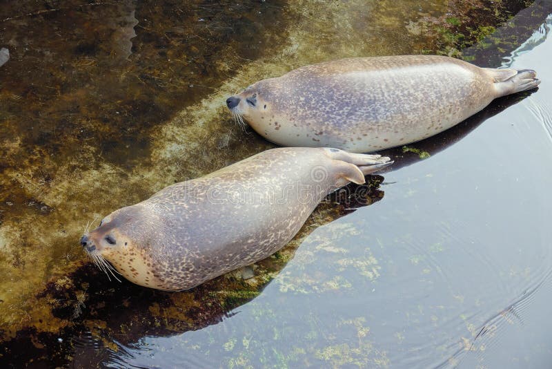 Two seals stock image. Image of nature, amphibian, life - 202669657