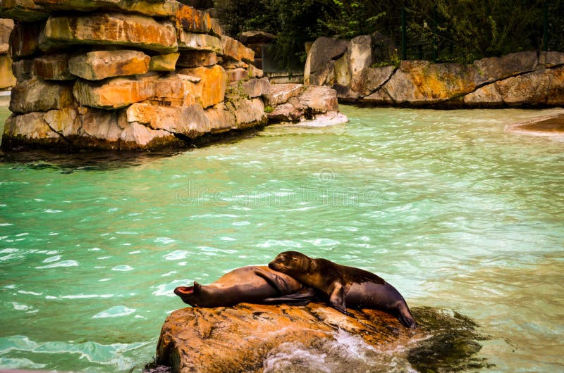 Two Seals Cuddling in Sunlight on a Rock Stock Photo - Image of ...