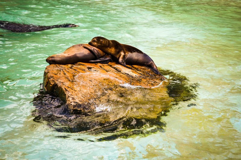 Two Seals Cuddling in Sunlight on a Rock Stock Image - Image of resting ...