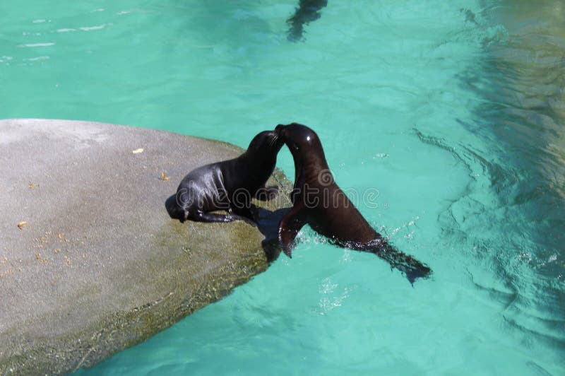 Two Seals. they are so Cute, Happy and Sweet Stock Image - Image of ...