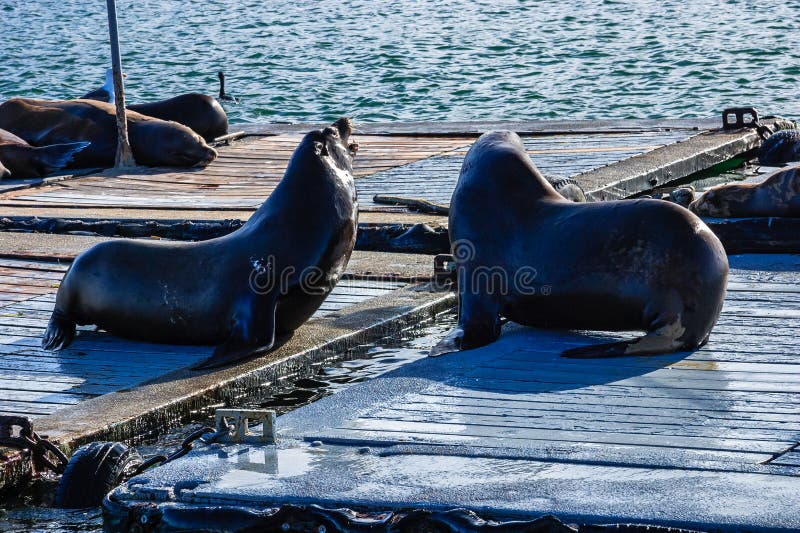 Two Seals are on a Dock, One of Which is Looking at the Other Stock ...