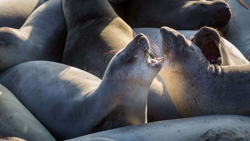 Seals Fighting in the Group Stock Image - Image of group, lazy: 257576385