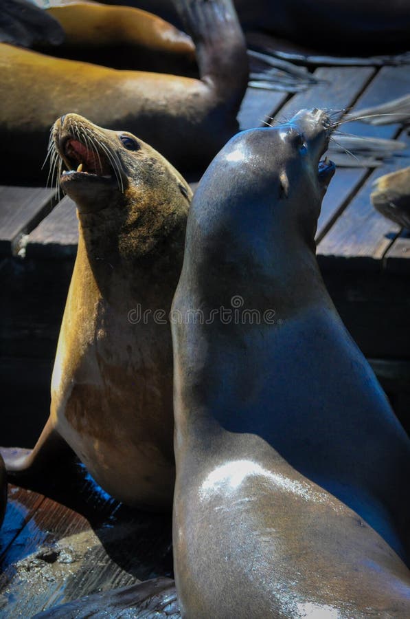 Sea-lion, Morse, Legendary Creature Symbol on Teal Stock Photo - Image ...