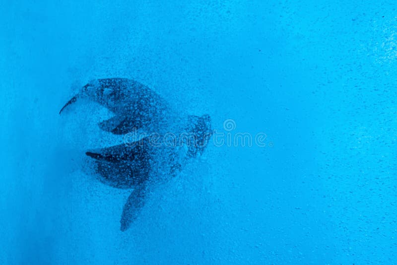 Two Seals Float Underwater in Air Bubbles Stock Image - Image of pool ...