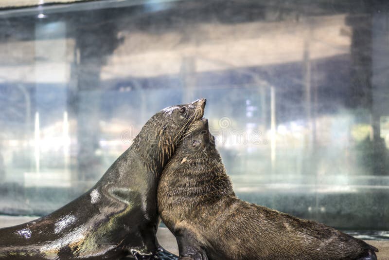 Two seals huging stock image. Image of green, animals - 61454867