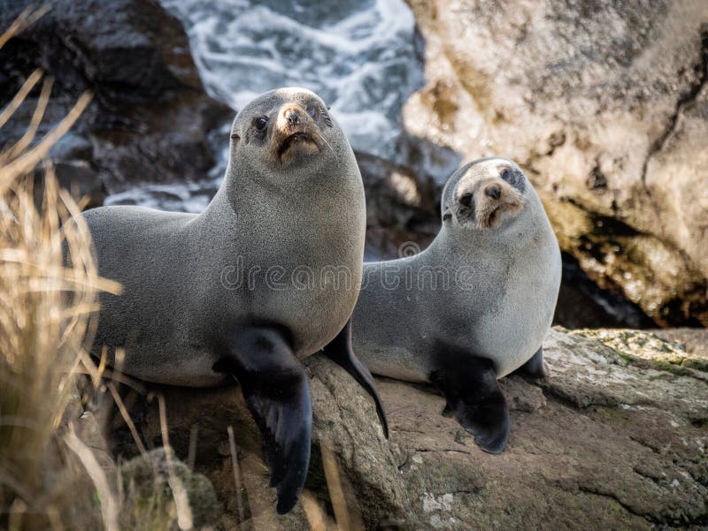Two Seals Looking at Camera Stock Image - Image of bear, sitting: 274920093