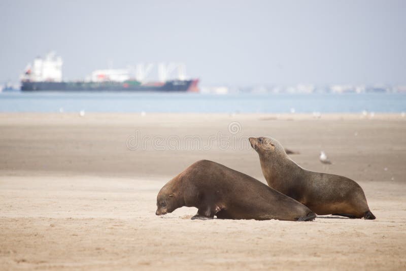 Two Seals Move Along the Beach Stock Photo - Image of walking, pelican ...