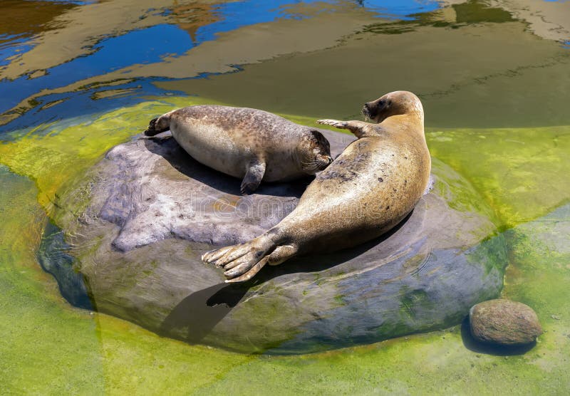 Two seals rest in rock stock image. Image of portrait - 254823025