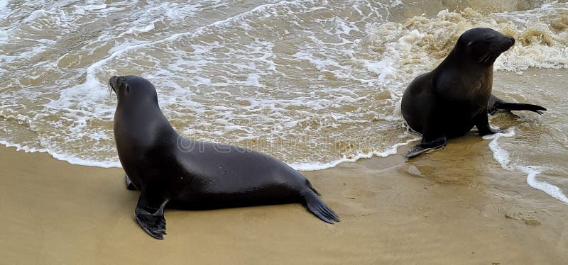 Two Seals Resting on a Sandy Shore. Stock Image - Image of adorable ...