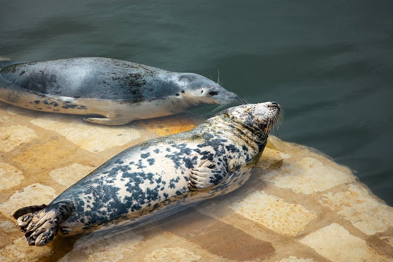 Two Seals Resting on a Stone Surface by the Water Stock Photo - Image ...