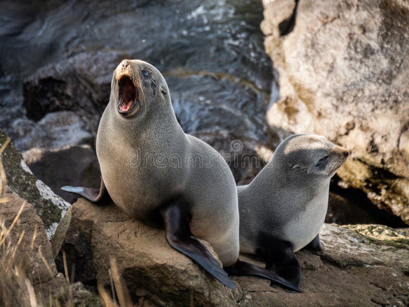 Seals on rock stock image. Image of sitting, waterbird - 274920095