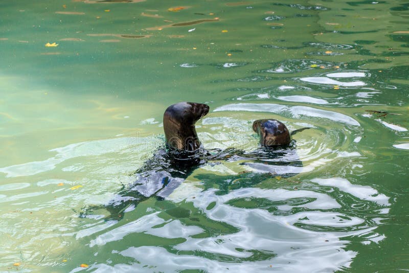Seals stock image. Image of travel, swim, animals, nature - 117929591