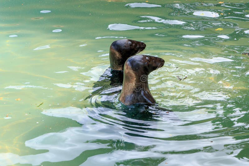 Seals stock image. Image of travel, seals, park, pool - 117929637