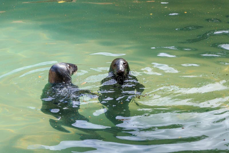 Seals stock image. Image of nature, swim, flora, seals - 117929639