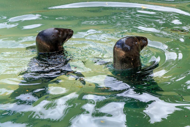 Seals stock image. Image of pool, swim, park, summer - 117929649