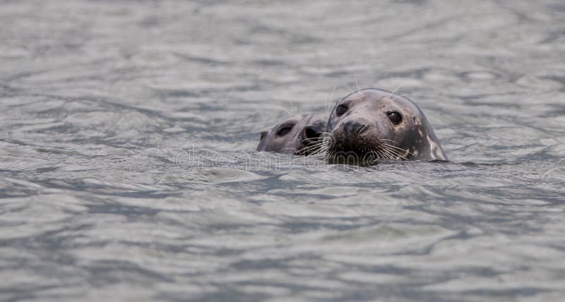 Swimming seals stock image. Image of water, seal, phoca - 35235245