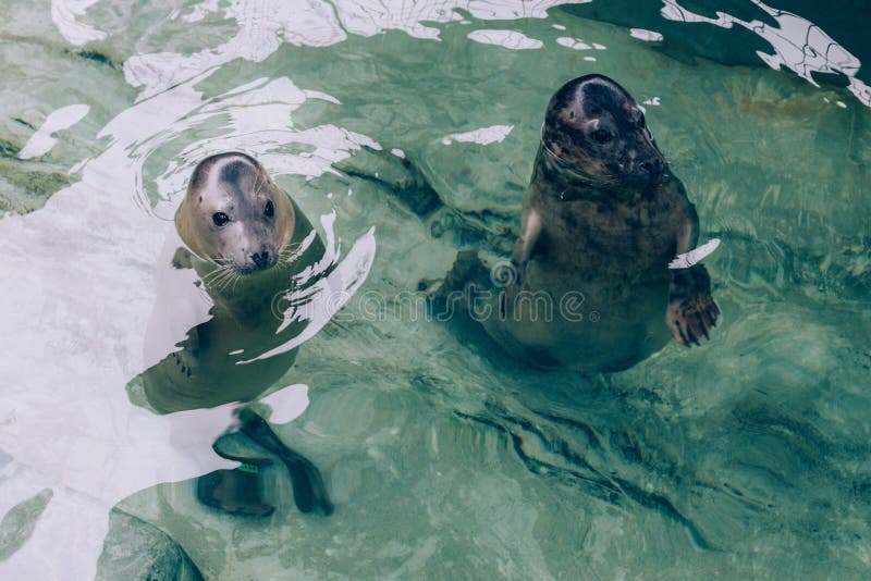 Two Seals Swimming in the Water Stock Image - Image of fauna, animals ...