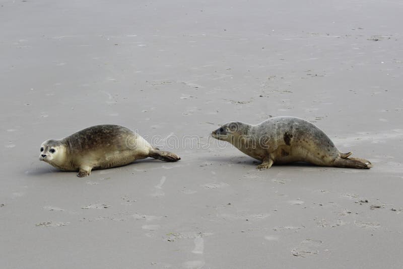 Two seals on the beach stock photo. Image of color, left - 168087992