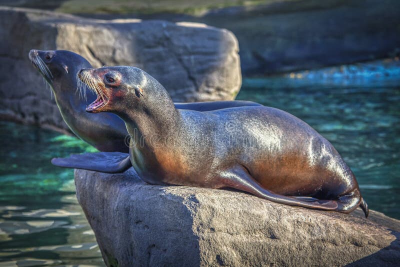 Two seals stock photo. Image of outdoor, black, environment - 152981724