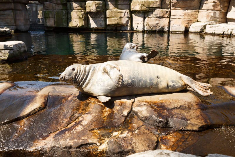 Two seals stock photo. Image of fauna, resting, zoology - 131779400