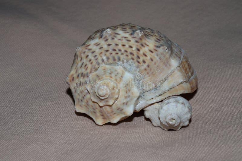 Two Seashell, close up, stock image. Image of balenced - 200991963