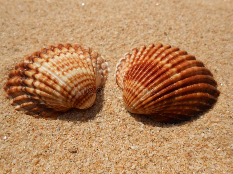 Two seashell stock photo. Image of laying, blurred, closeup - 76248822
