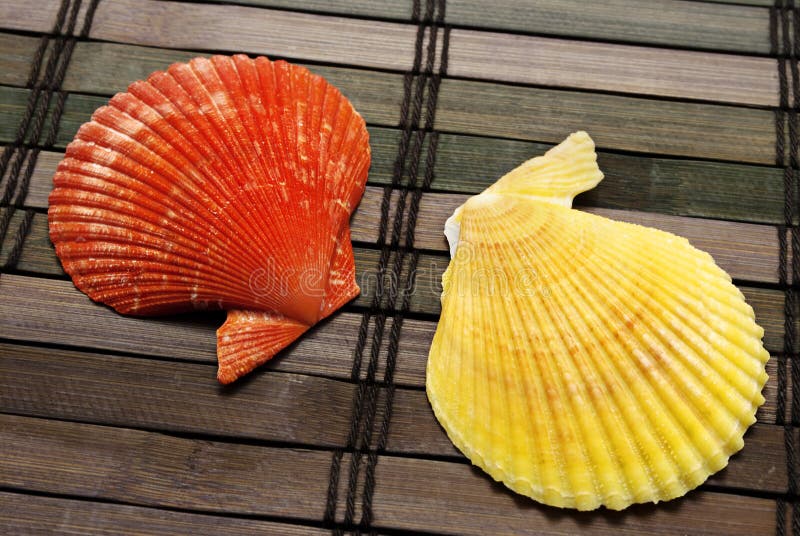 Two seashells. stock image. Image of nautical, brown - 19848571