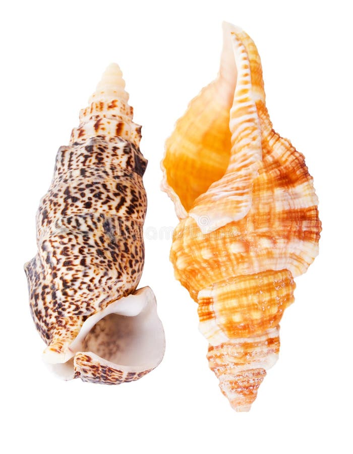 Two seashells stock photo. Image of studio, seashell - 26599348