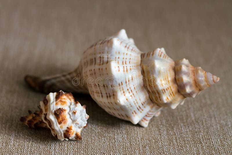 Two Seashells On Beige Textile Background Stock Photo - Image of animal ...