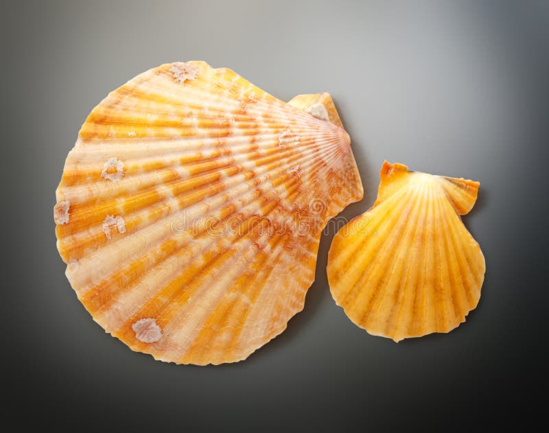 Two seashells stock image. Image of decor, ocean, wildlife - 70352857