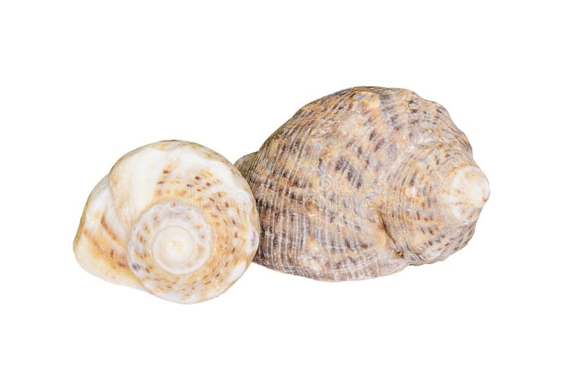 Two sea shells stock image. Image of tropical, object - 150992123