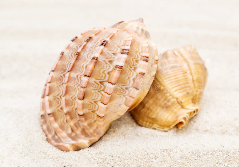 Two Seashells on the Sand. Close Up Stock Image - Image of texture ...