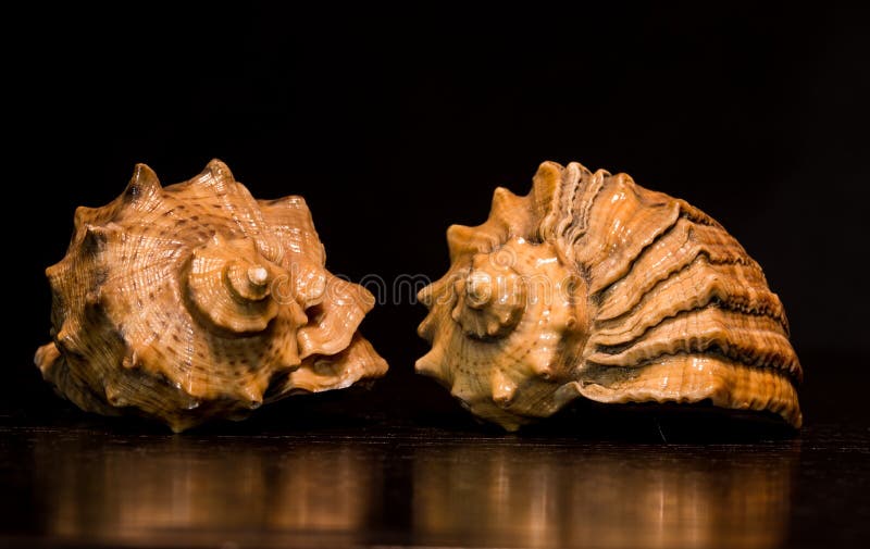 Two Seashells stock image. Image of closeup, backgroud - 82870139