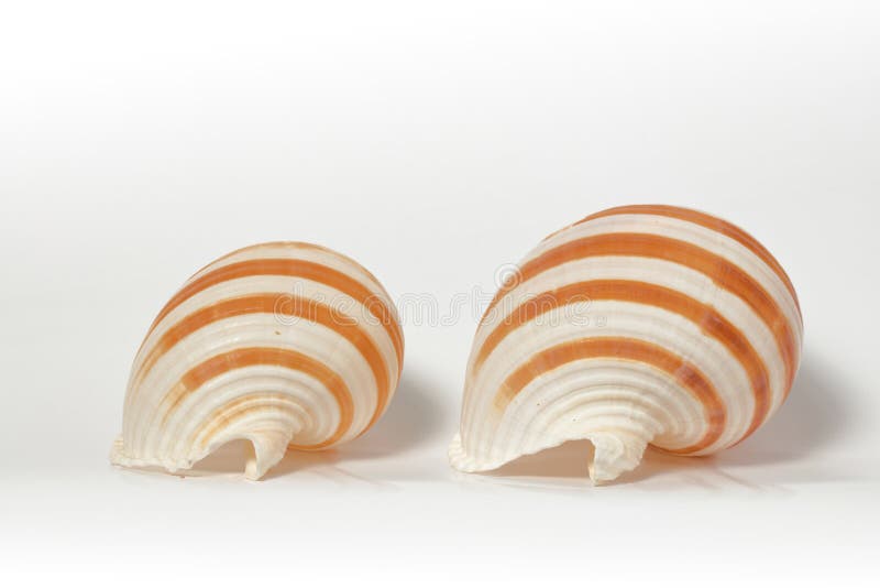 Two Seashells with a Spiral Pattern Stock Photo - Image of shape, beach ...