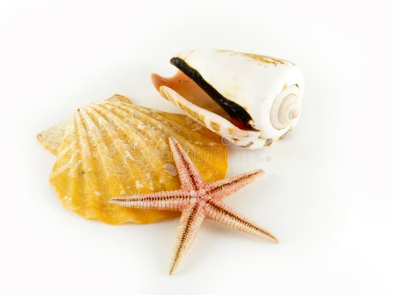 Two Seashells and a Starfish Stock Image - Image of yellow, orange: 7096825