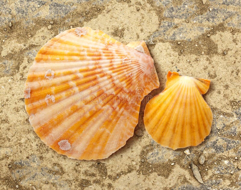 Two seashells stock image. Image of shape, closeup, scallop - 70353251