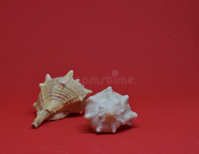 Small Seashell Side View on Red Background Stock Image - Image of life ...