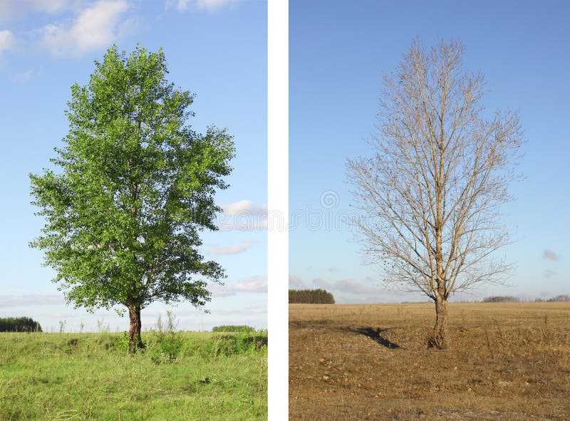 Two seasons stock image. Image of field, annual, fall - 12174607