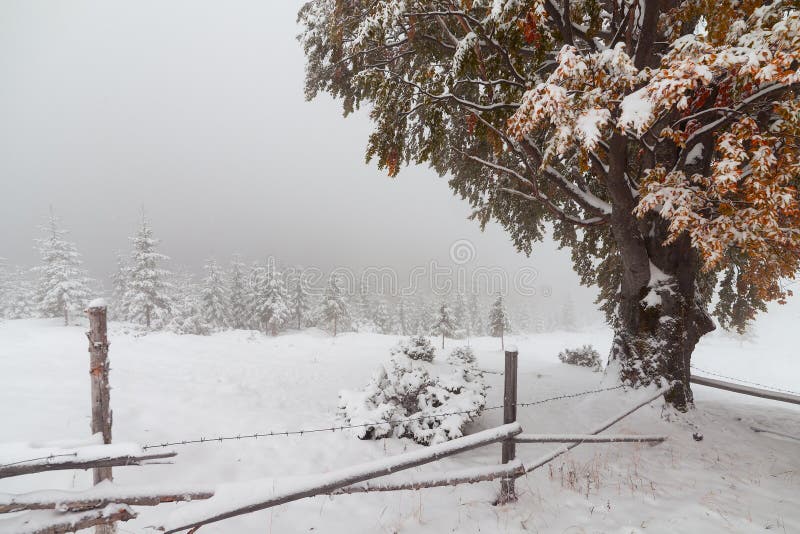 Two Seasons - Winter and Autumn Scene in the Park Stock Image - Image ...
