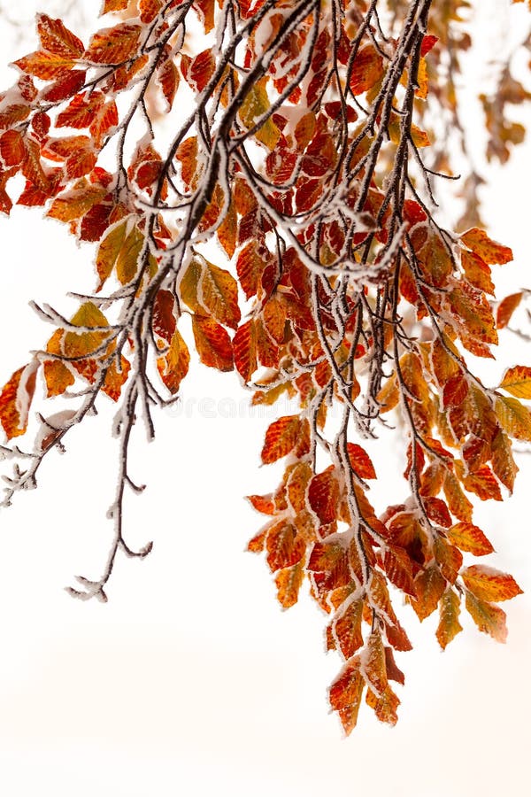 Two Seasons - Winter and Autumn Scene in the Park Stock Image - Image ...