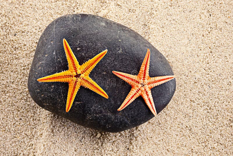 Seastars stock image. Image of scuba, summer, beauty - 19885527