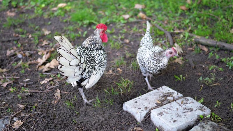 Two Sebright Chickens in the Park Stock Video - Video of earth ...