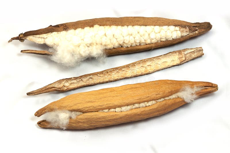 Kapok On White. Dried Kapok Fruit Open With Fibre Isolated On White ...